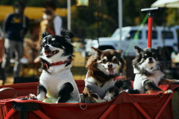 TOKYO DOG SHOW - 東京アウトドアショー2025（TOKYO OUTDOOR SHOW 2025）