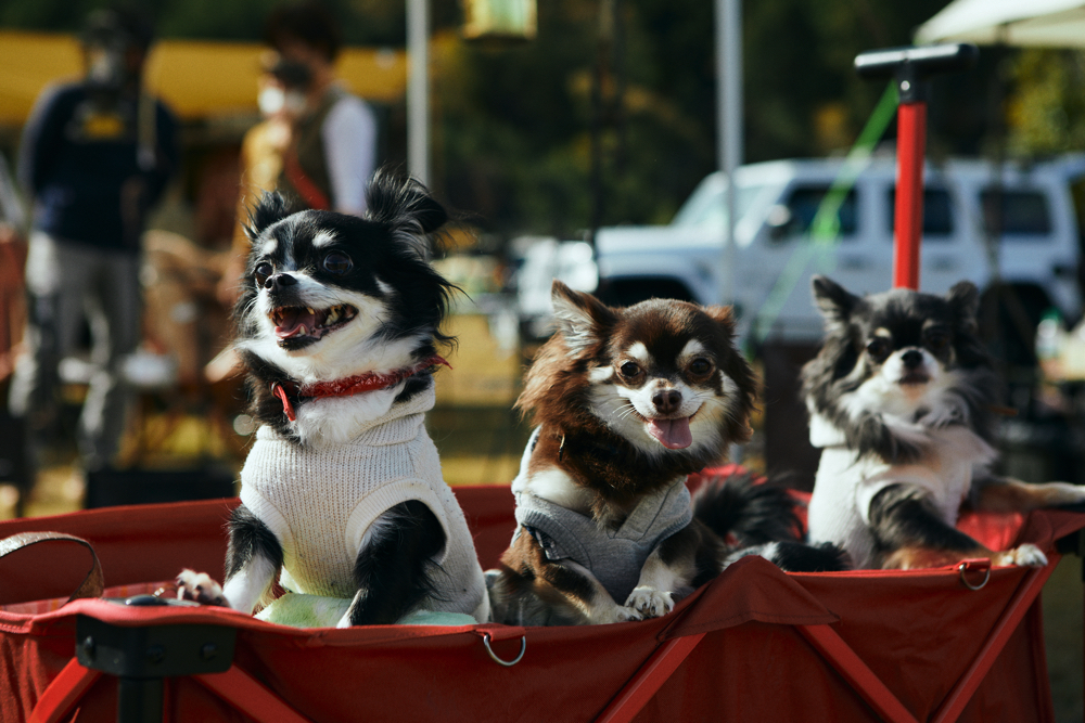 TOKYO DOG SHOW - 東京アウトドアショー2025（TOKYO OUTDOOR SHOW 2025）