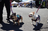 TOKYO DOG SHOW - 東京アウトドアショー2025（TOKYO OUTDOOR SHOW 2025）