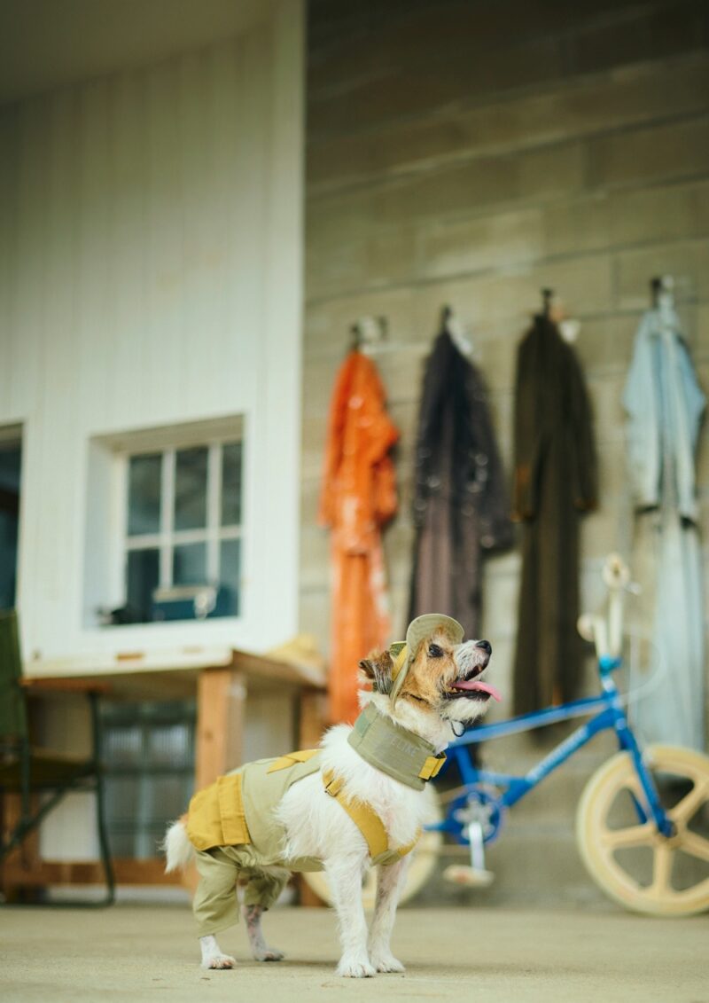 出展ブース（TOKYO DOG SHOW） LIFELIKE - 東京アウトドアショー2025（TOKYO OUTDOOR SHOW 2025）